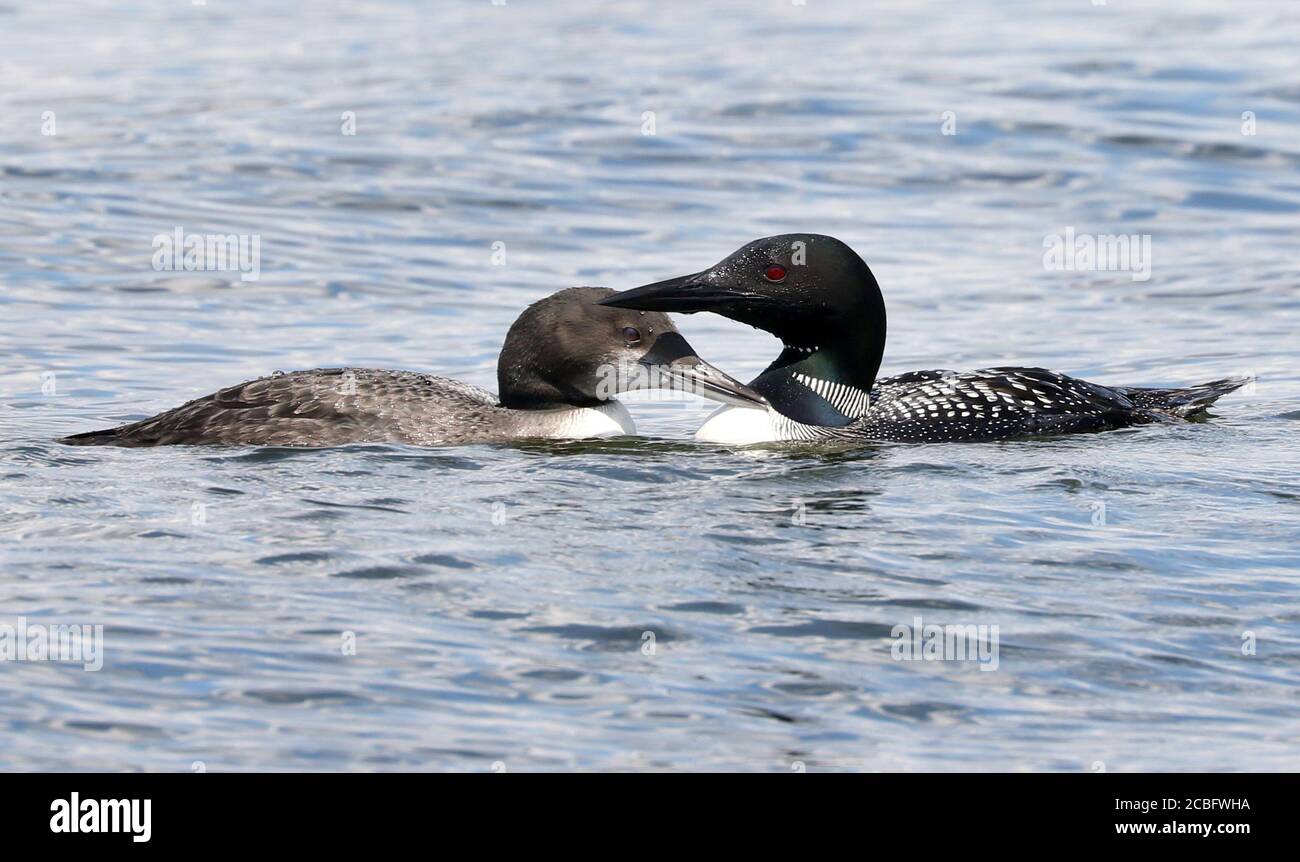 Common Loon swimming bathing fishing and swimming on lake in summer ...