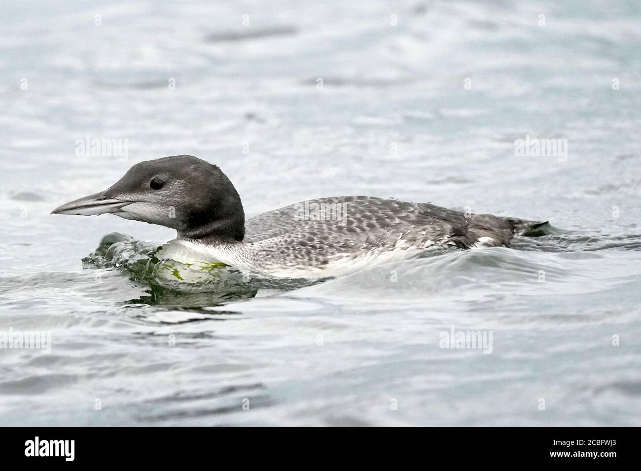 Common Loon swimming bathing fishing and swimming on lake in summer ...