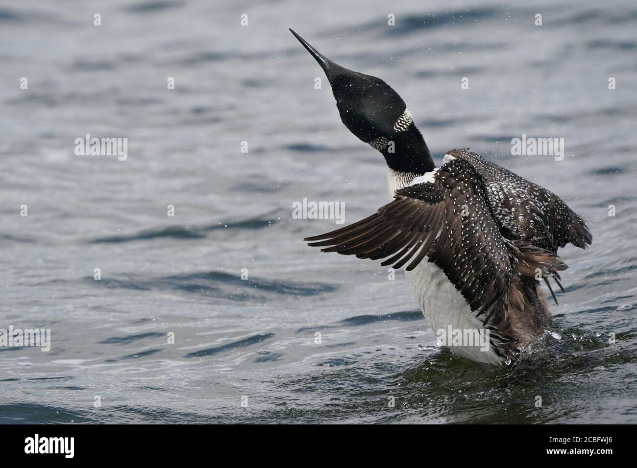 Welll loved bird hi-res stock photography and images - Alamy