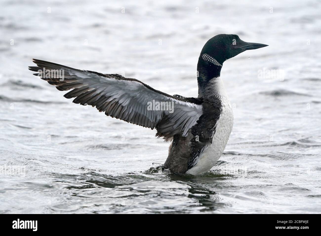 Common Loon swimming bathing fishing and swimming on lake in summer ...