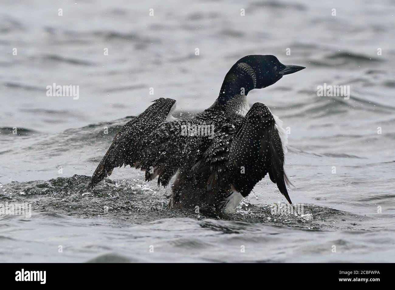 Common Loon swimming bathing fishing and swimming on lake in summer ...