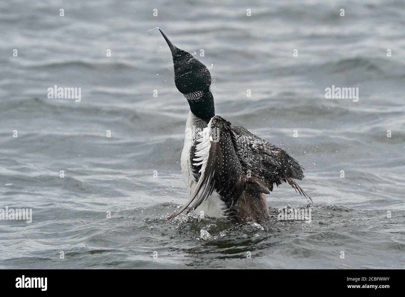 Common Loon swimming bathing fishing and swimming on lake in summer ...