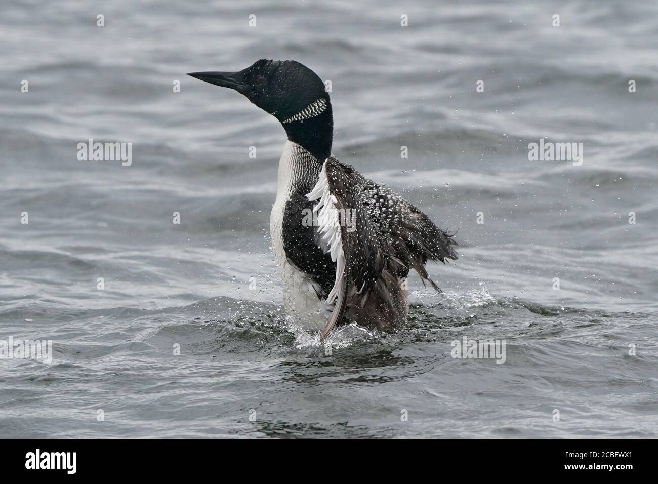 Common Loon swimming bathing fishing and swimming on lake in summer ...