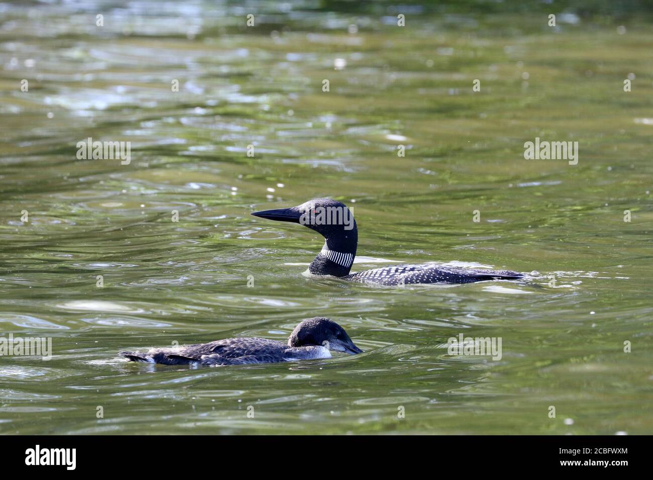 Common Loon swimming bathing fishing and swimming on lake in summer ...