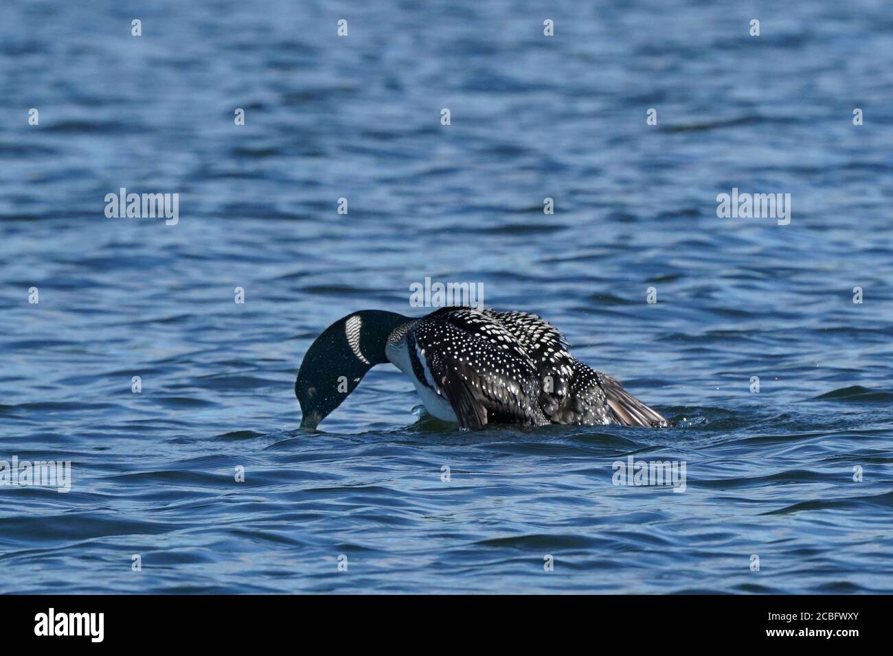 Common Loon swimming bathing fishing and swimming on lake in summer ...