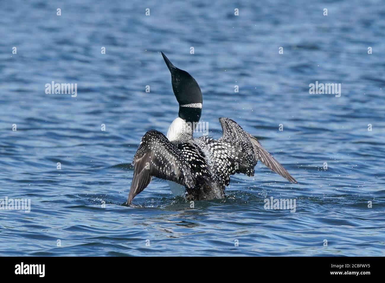 Common Loon swimming bathing fishing and swimming on lake in summer ...