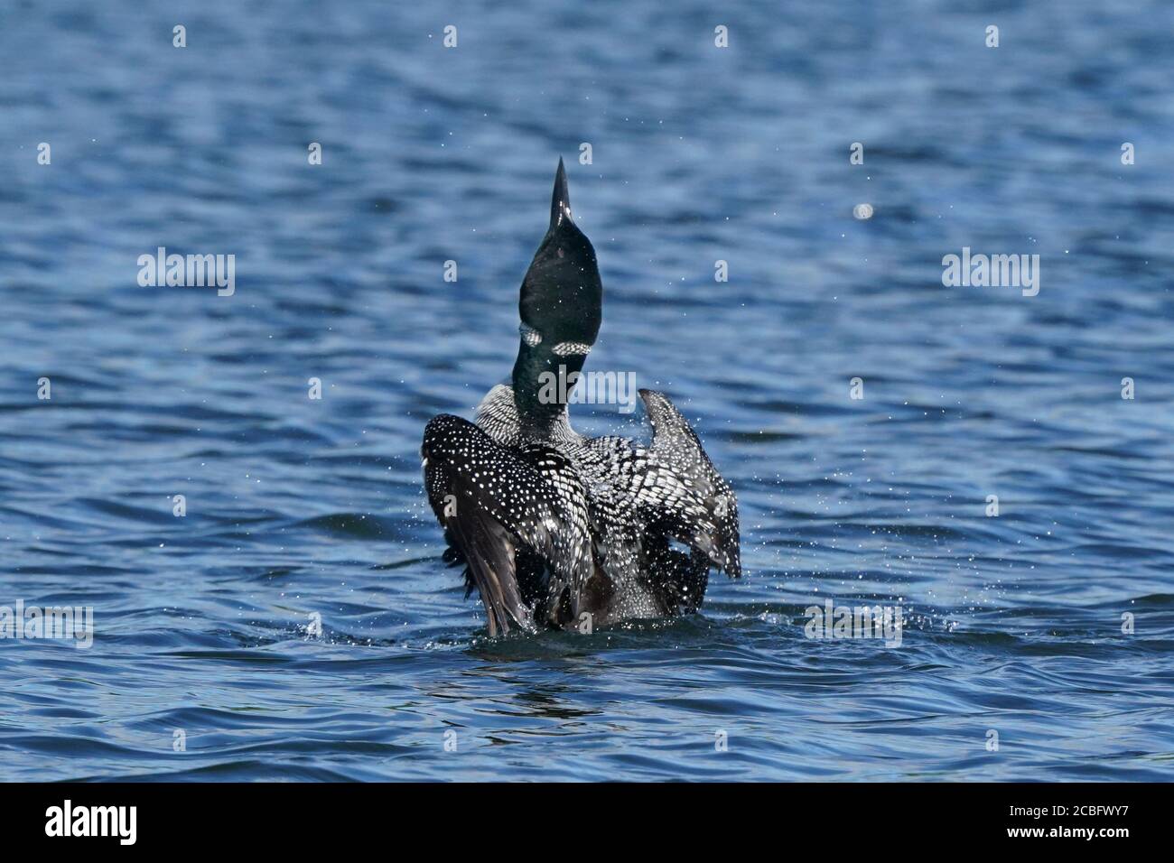 Common Loon swimming bathing fishing and swimming on lake in summer ...