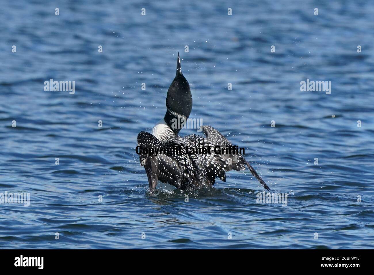 Common Loon swimming bathing fishing and swimming on lake in summer ...