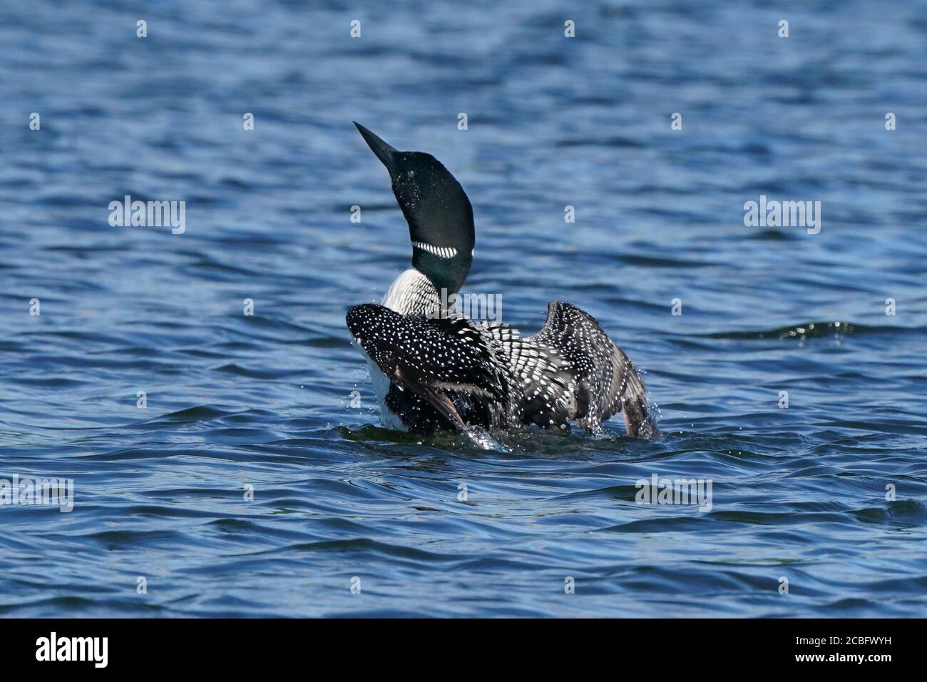 Common Loon swimming bathing fishing and swimming on lake in summer ...