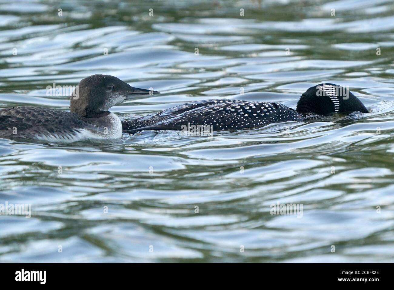 Common Loon swimming bathing fishing and swimming on lake in summer ...