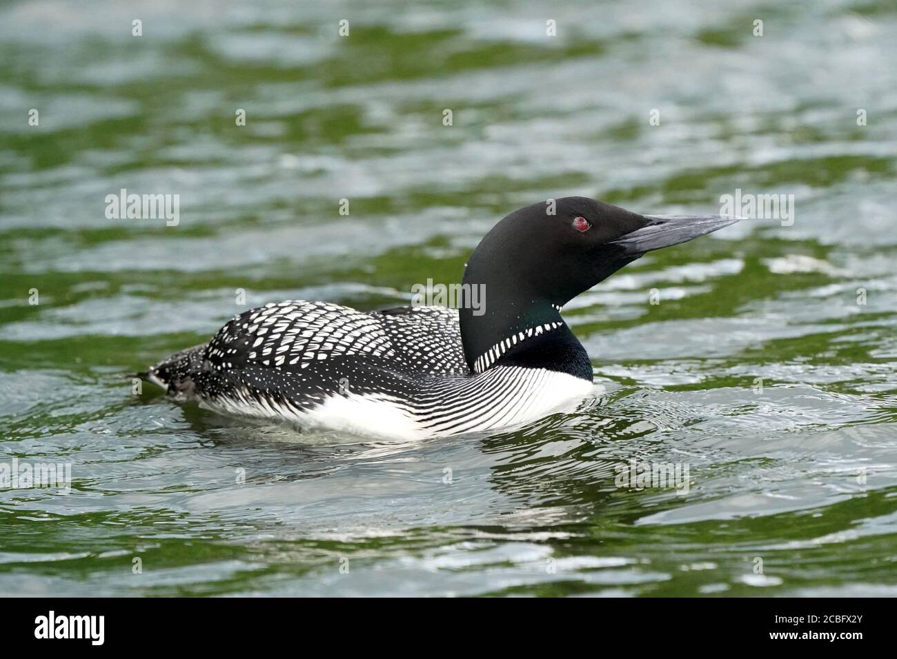 Common Loon swimming bathing fishing and swimming on lake in summer ...