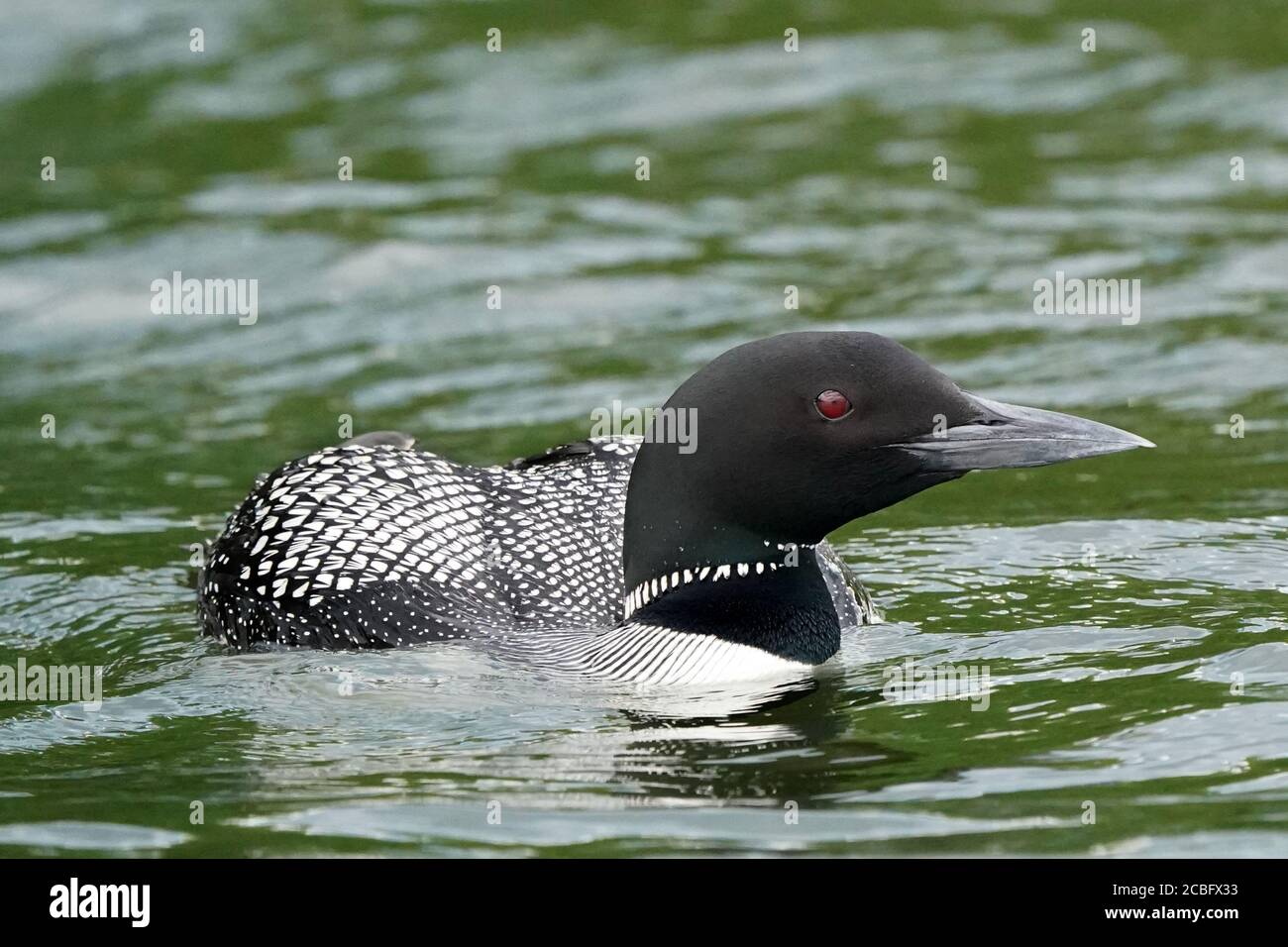 Common Loon swimming bathing fishing and swimming on lake in summer ...