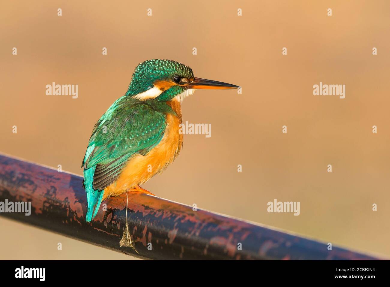 Kingfisher bird uk hi-res stock photography and images - Alamy