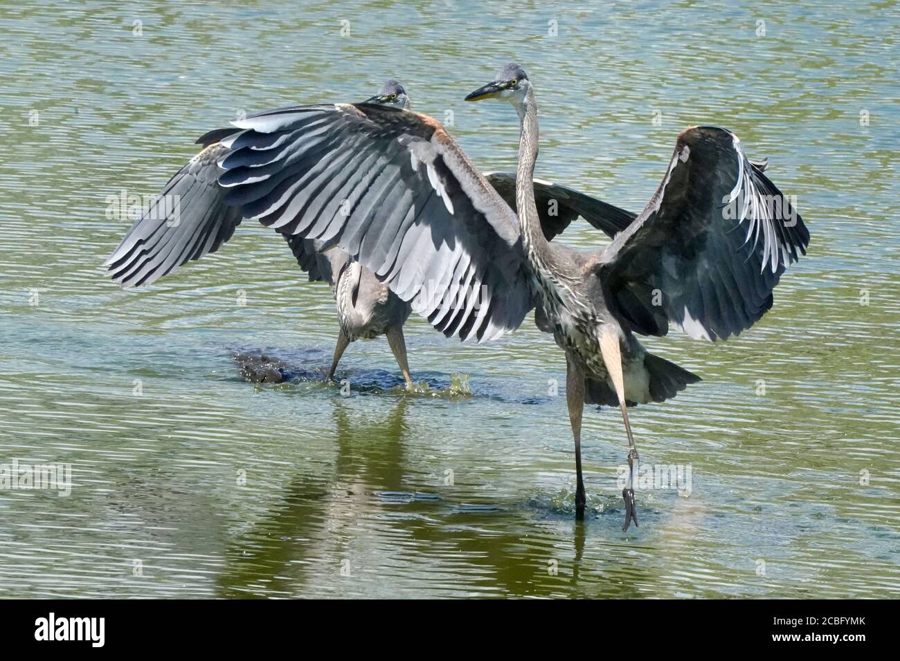 Great Blue Heron flock in marsh Stock Photo - Alamy