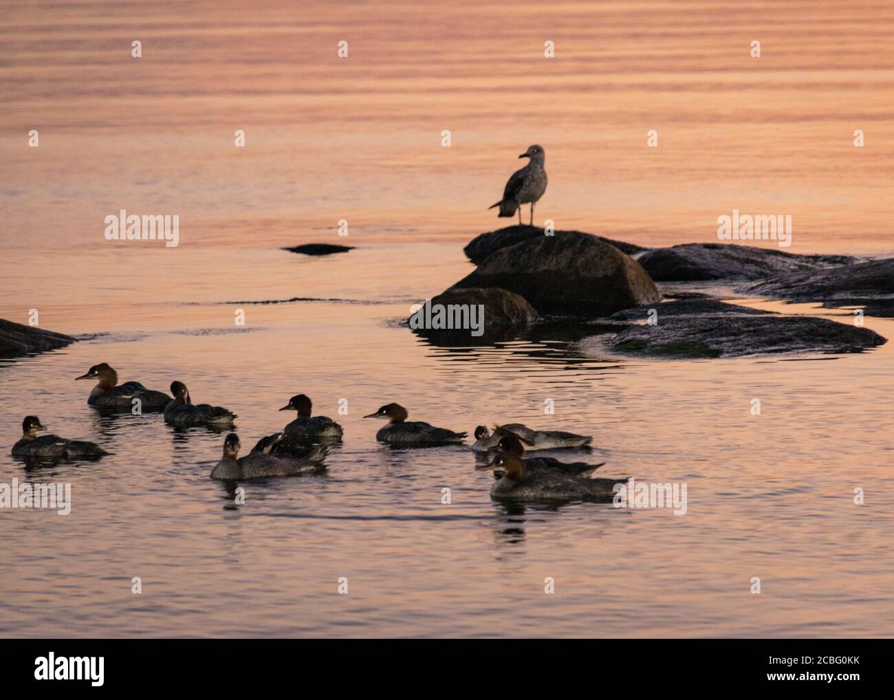 orange sunset by the sea, black stone and bird silhouettes against the ...