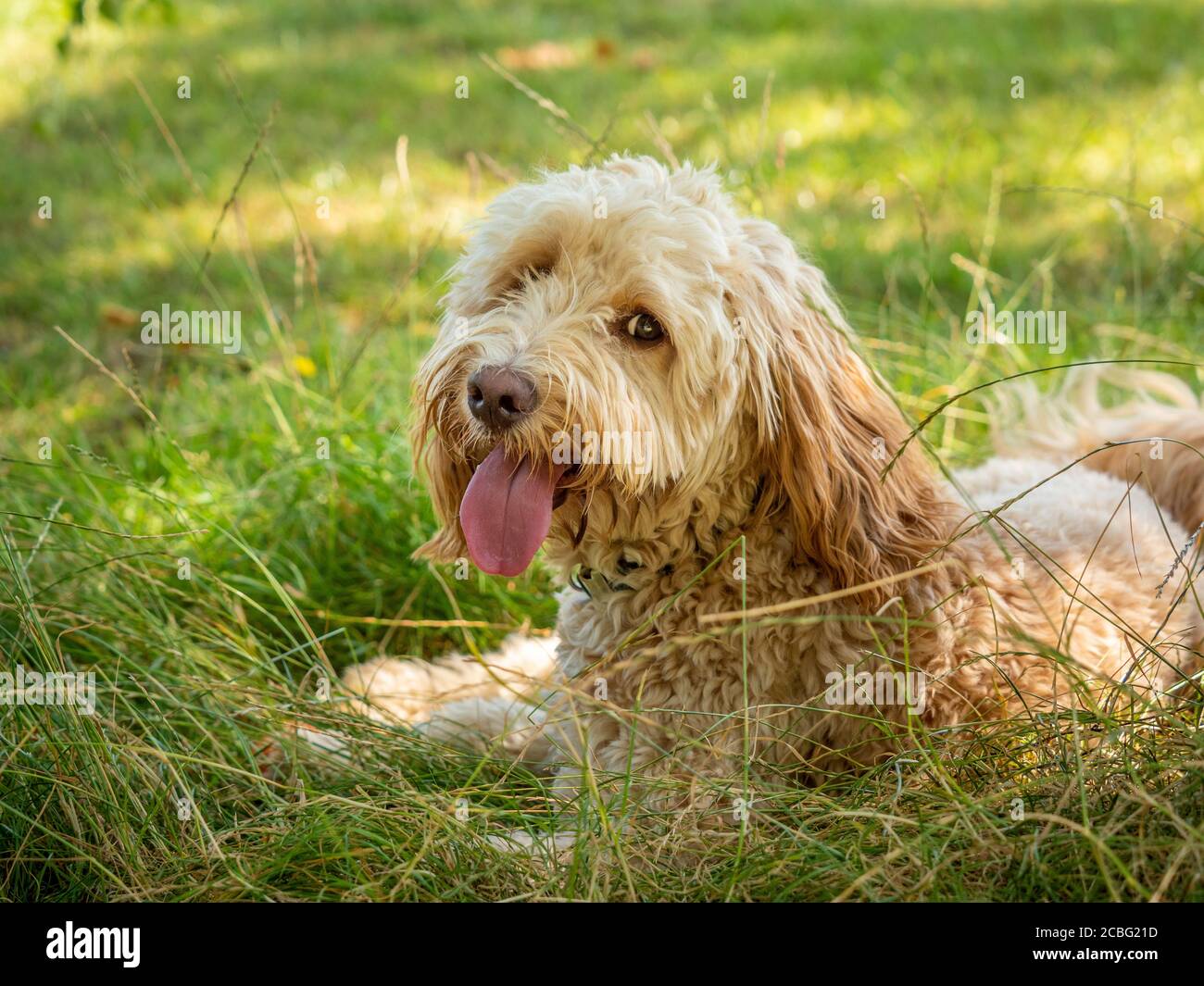 Keeping grass down hi-res stock photography and images - Alamy