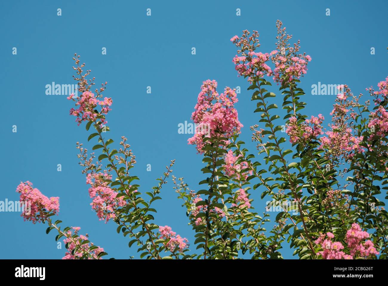 Lagerstroemia flowers hi-res stock photography and images - Alamy