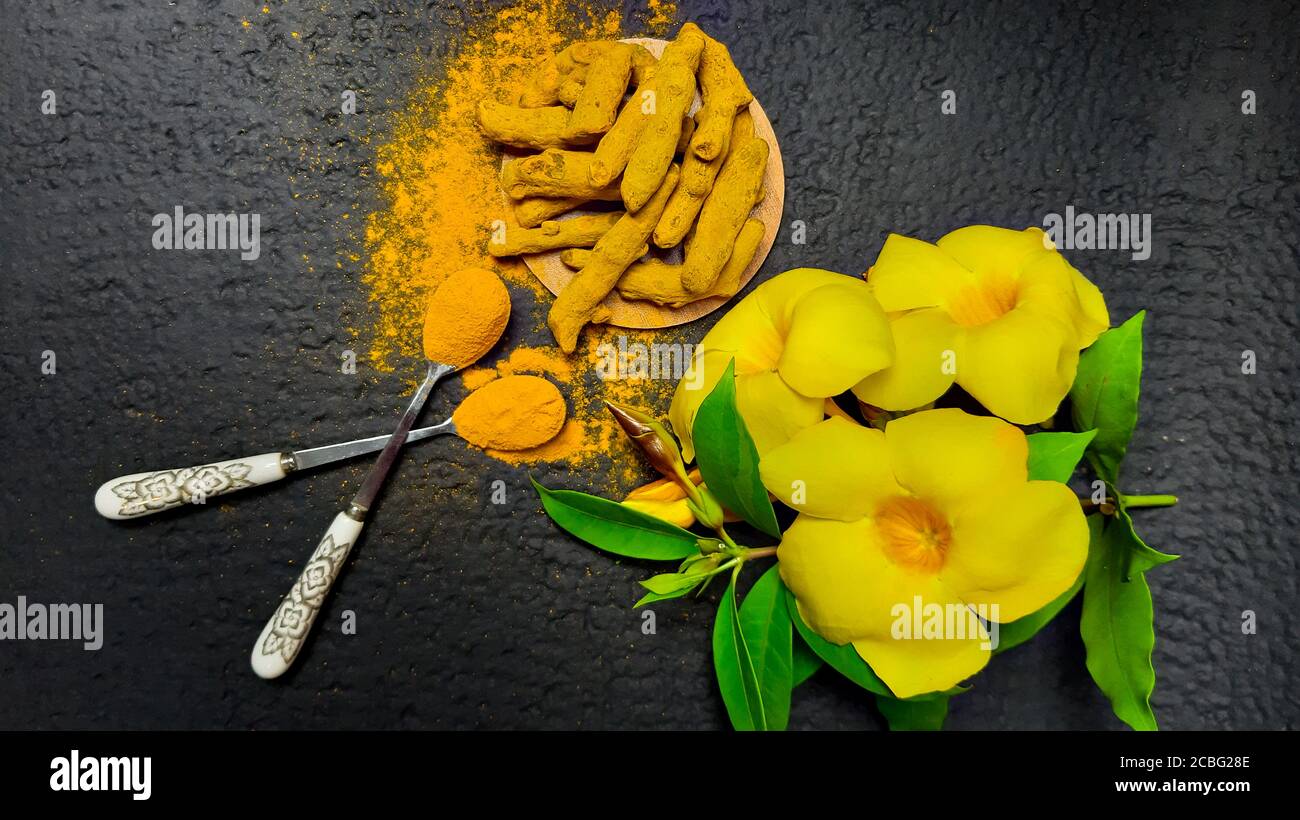 Turmeric, (Curcuma longa) with yellow flowers isolated on black ...