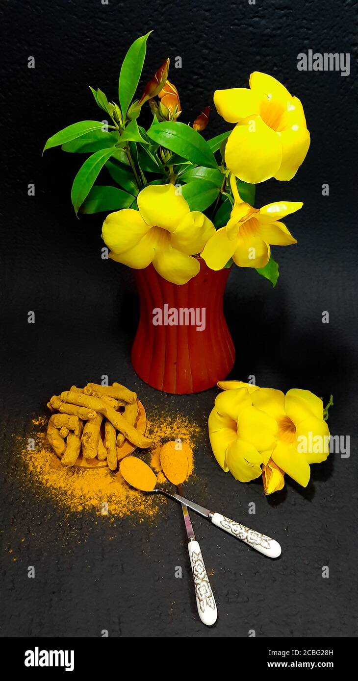 Turmeric, (Curcuma longa) with yellow flowers isolated on black ...