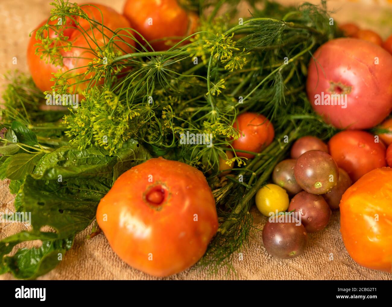 tomatoes of different shapes, colors and sizes, harvest time, summer ...
