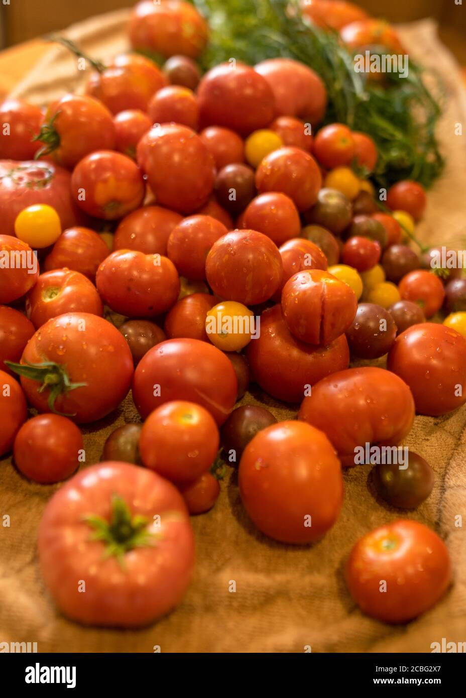 tomatoes of different shapes, colors and sizes, harvest time, summer ...