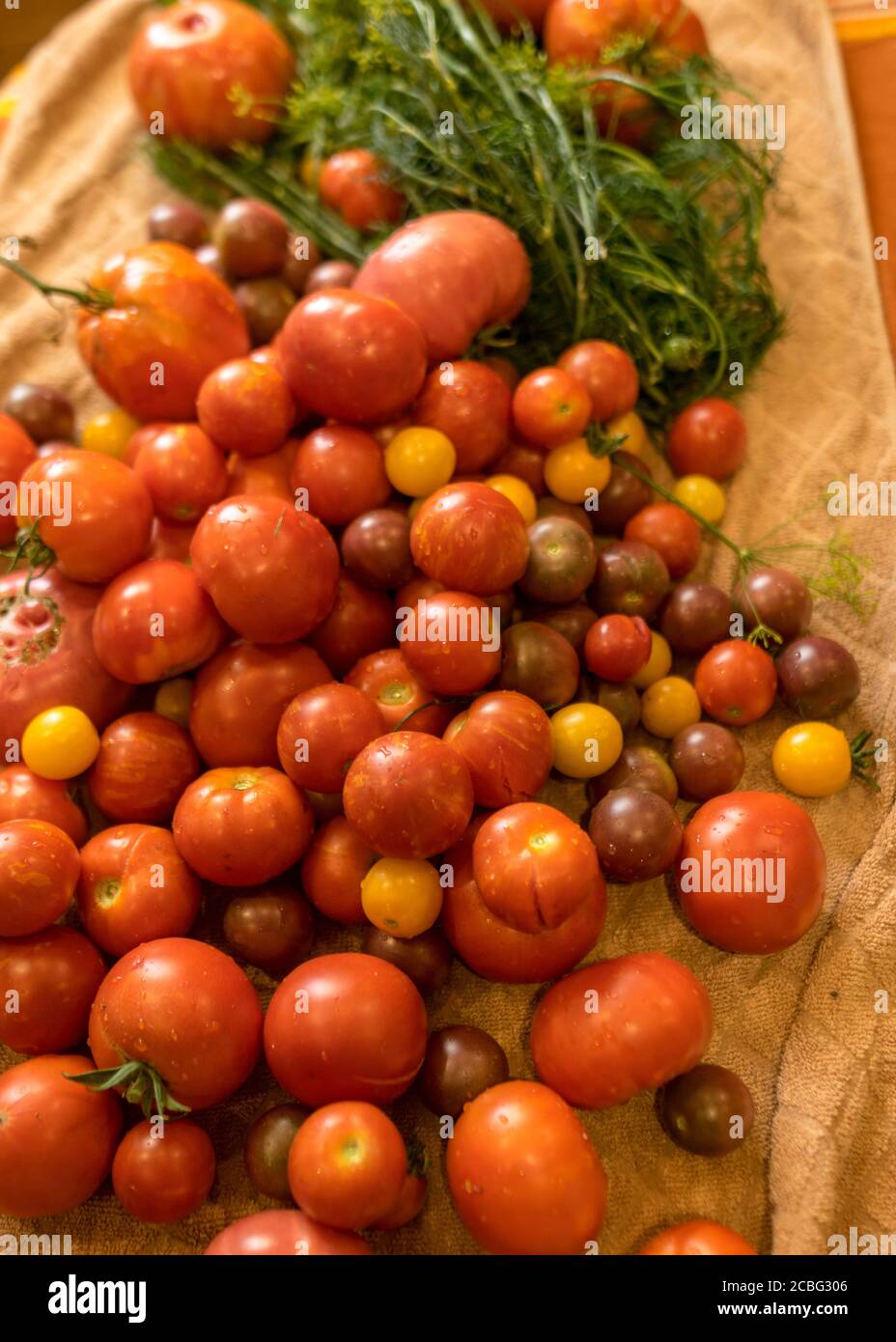 tomatoes of different shapes, colors and sizes, harvest time, summer ...
