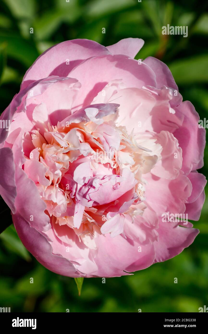 Pink peony flower blooming in the garden Stock Photo - Alamy