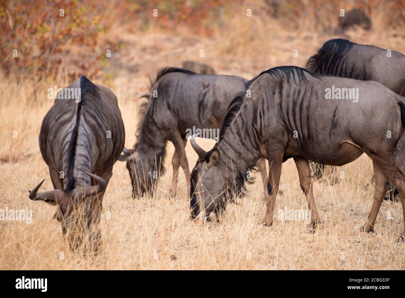 Blue wildebeest eating grass hi-res stock photography and images - Alamy