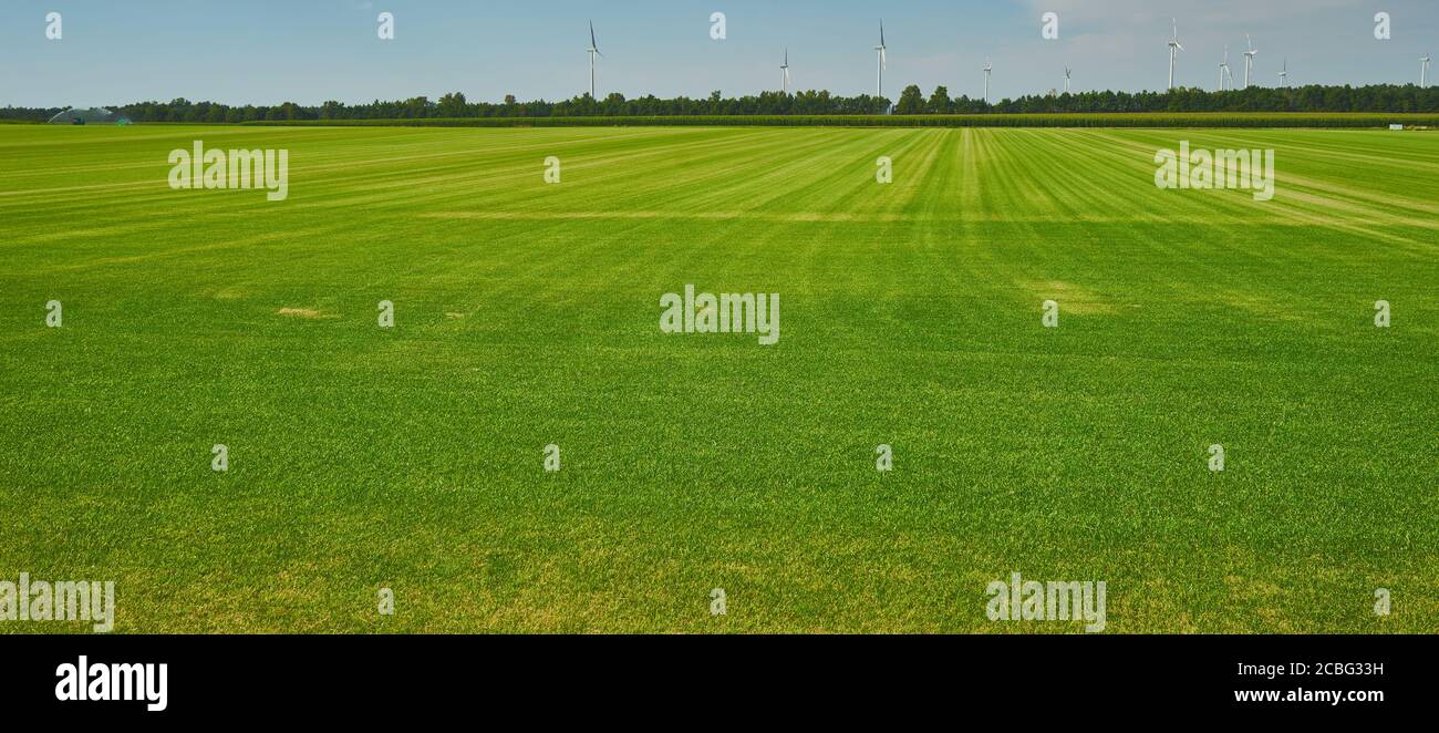 Huge grass field as a replenishment for the turf of golf courses Stock ...