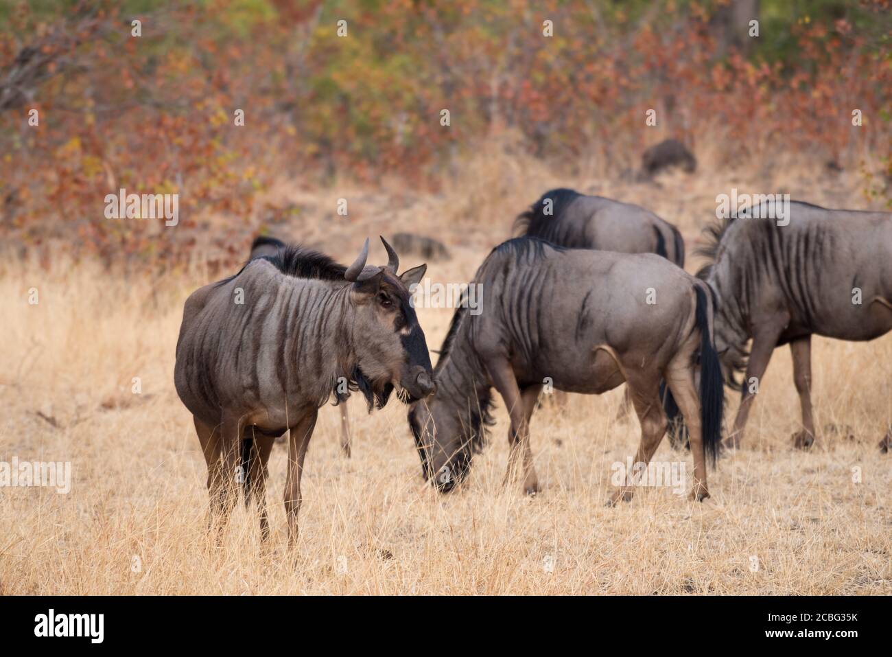 Blue wildebeest eating grass hi-res stock photography and images - Alamy