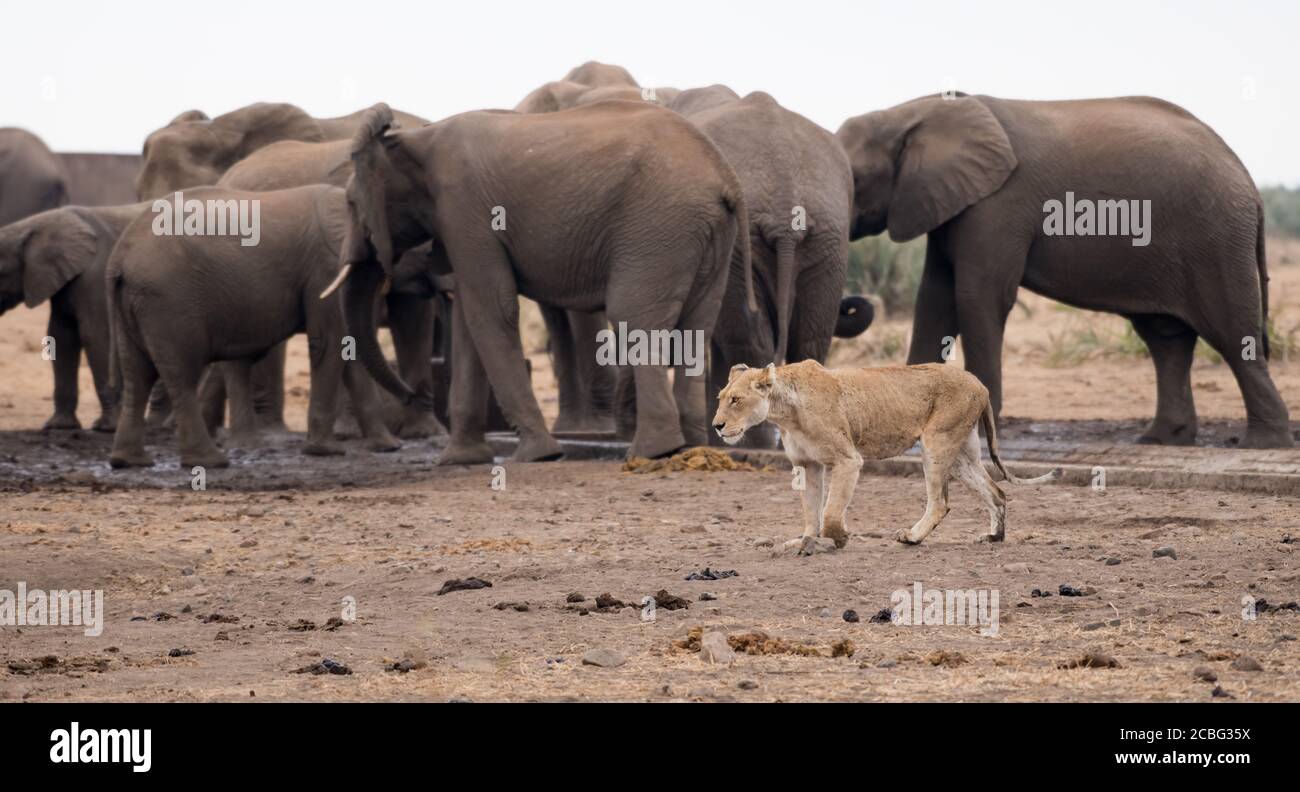 Lion and elephants hi-res stock photography and images - Alamy
