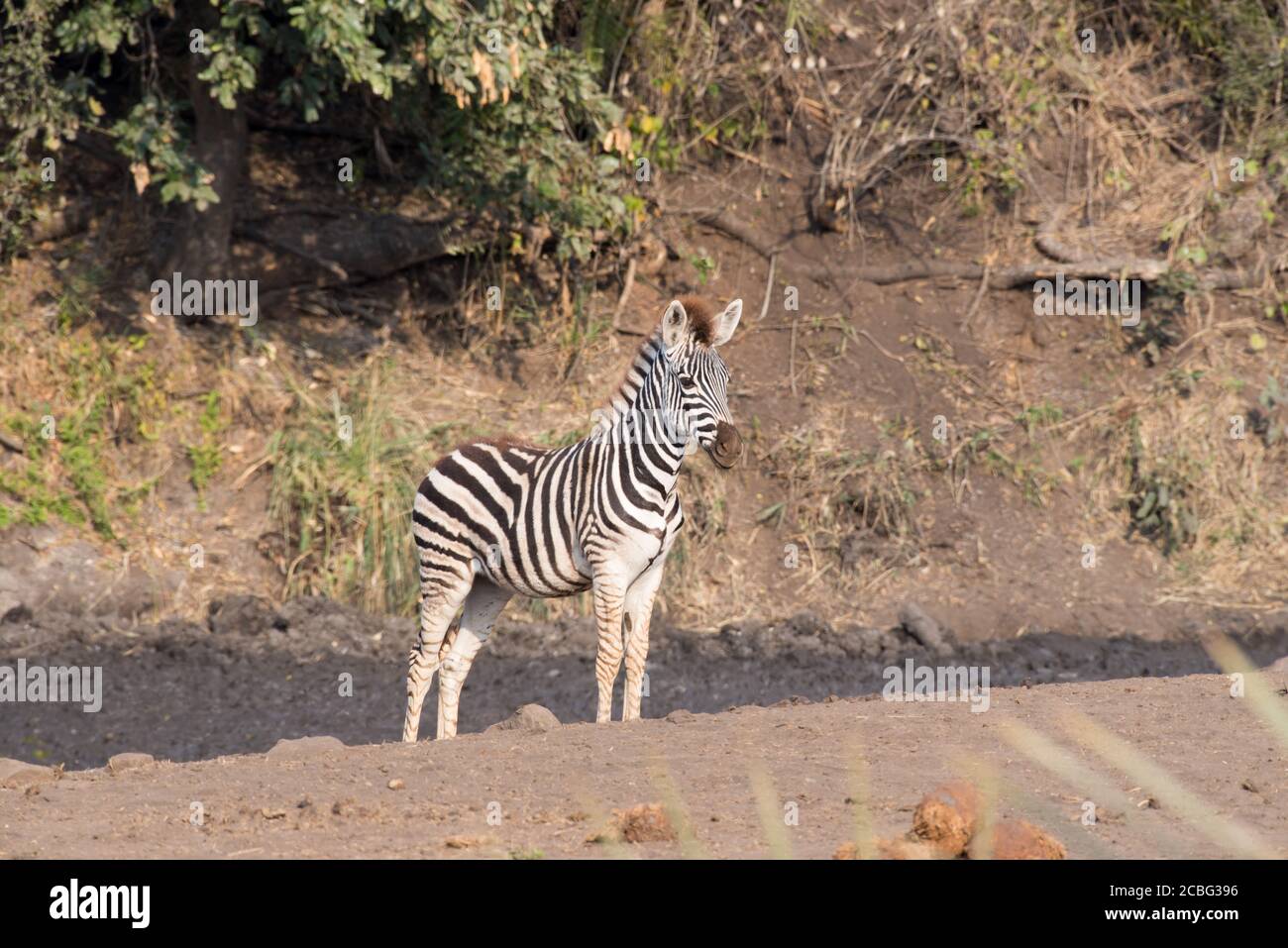 Fat bum hi-res stock photography and images - Alamy