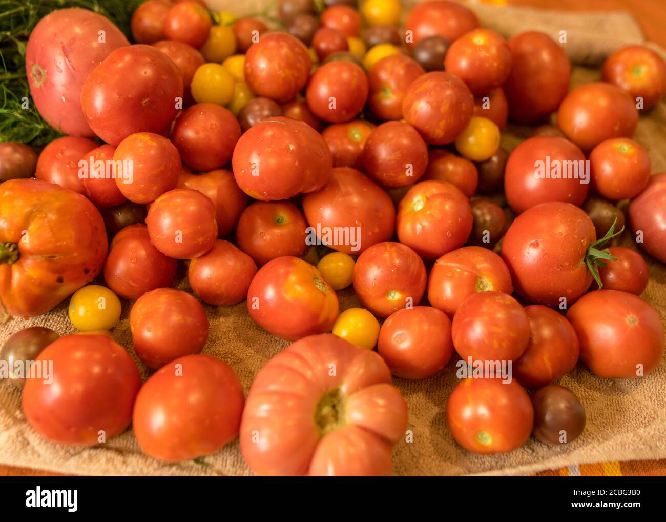tomatoes of different shapes, colors and sizes, harvest time, summer ...