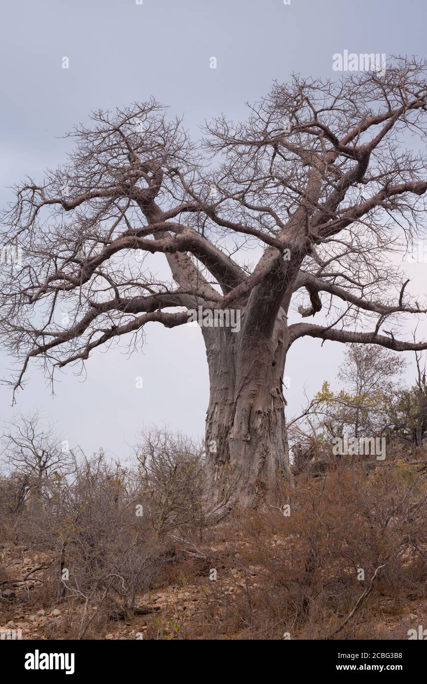 Old baobab tree hi-res stock photography and images - Alamy