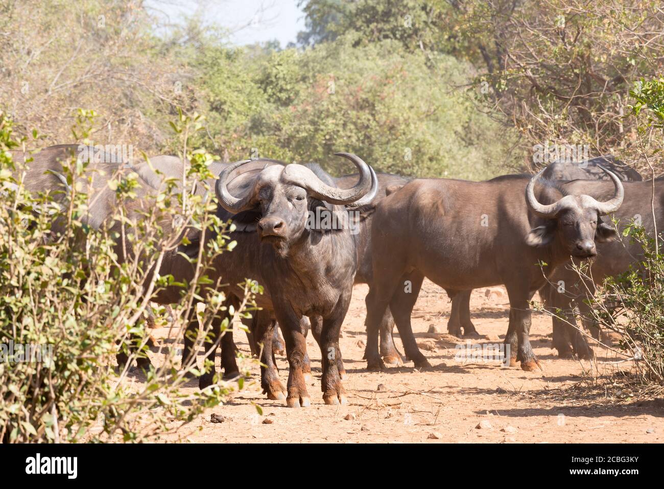 Buffalo spring game reserve hi-res stock photography and images - Alamy