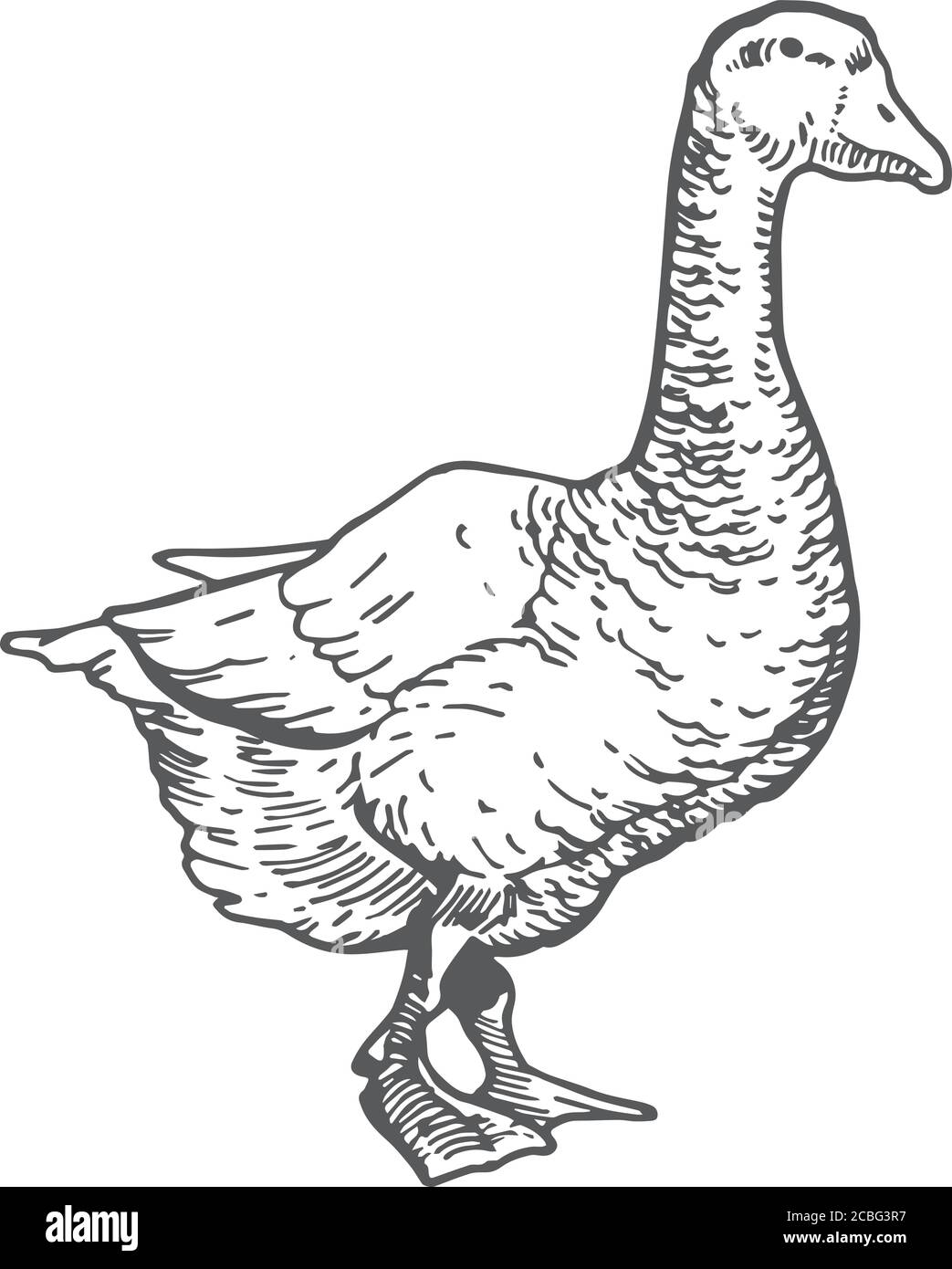 Goose Hand Drawn Vector Illustration. Abstract Domestic Poultry Bird ...