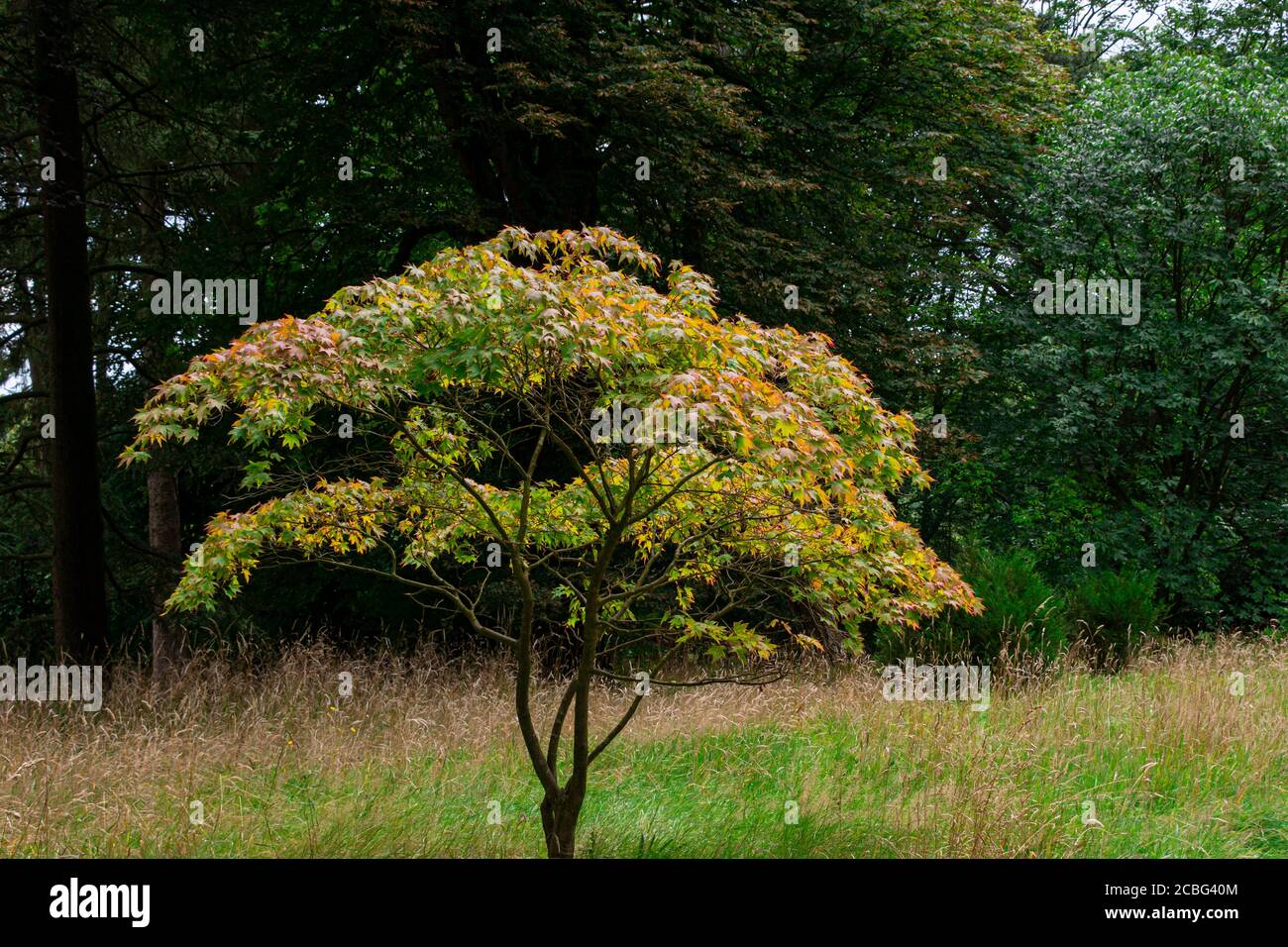 An Acer tree Stock Photo - Alamy