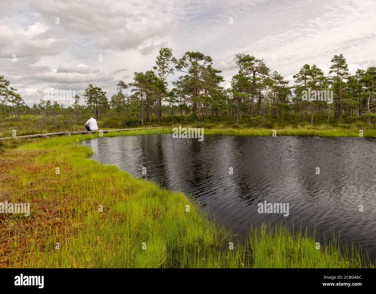 landscape in the summer swamp. a man in a white shirt sits on a wooden ...