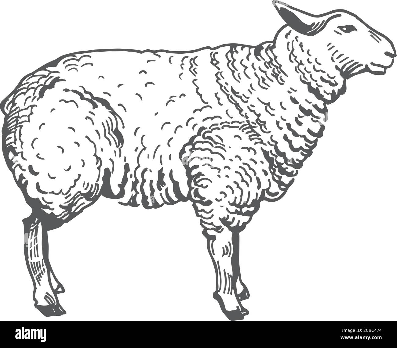 Sheep Hand Drawn Vector Illustration. Abstract Domestic Animal Sketch ... Sheep Hand Drawn Vector Illustration. Abstract Domestic Animal Sketch ...