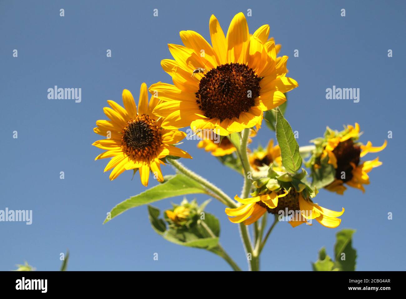 Ballad sunflower hi-res stock photography and images - Alamy