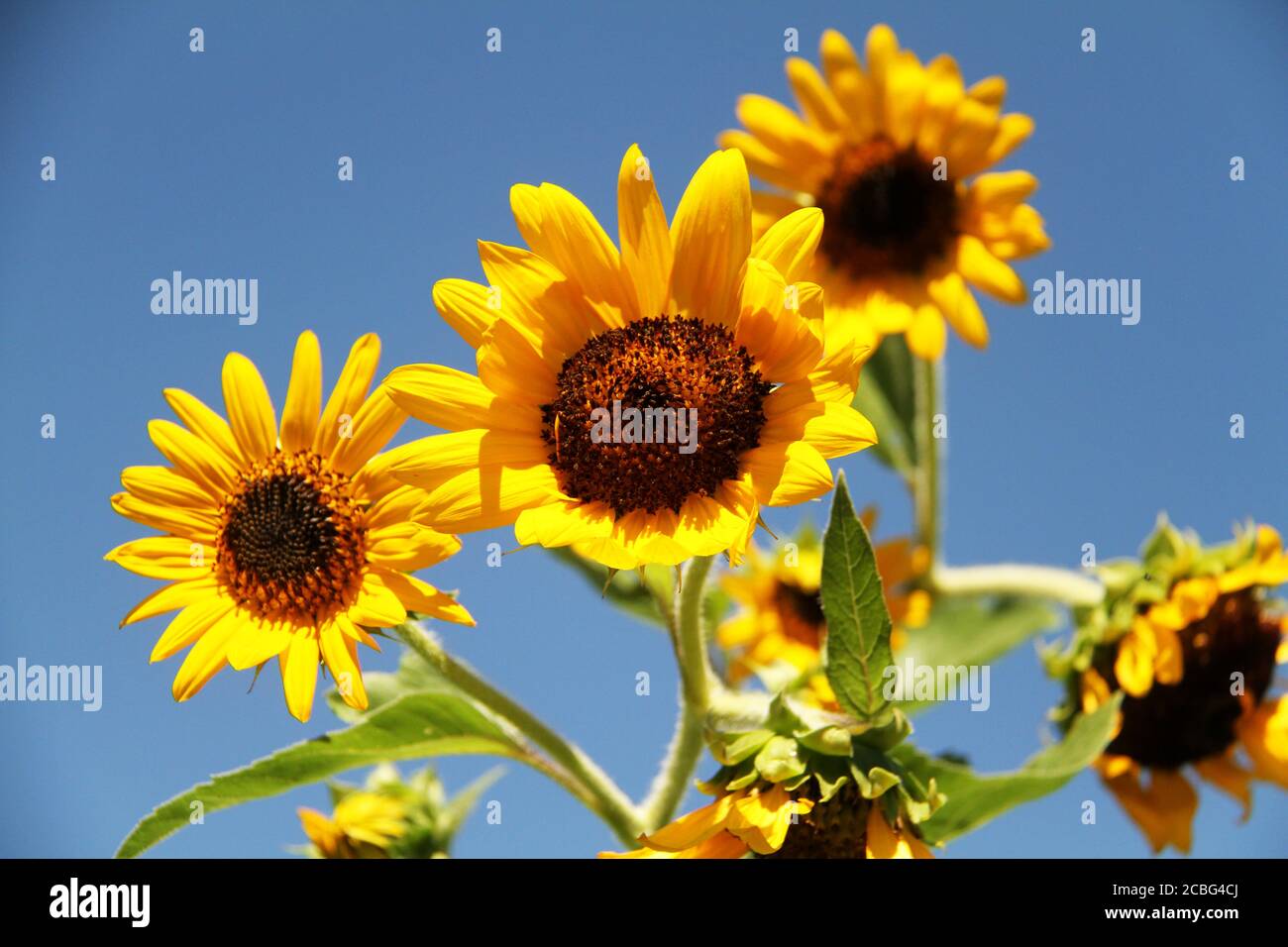 Beautiful garden sunflowers in bloom Stock Photo - Alamy