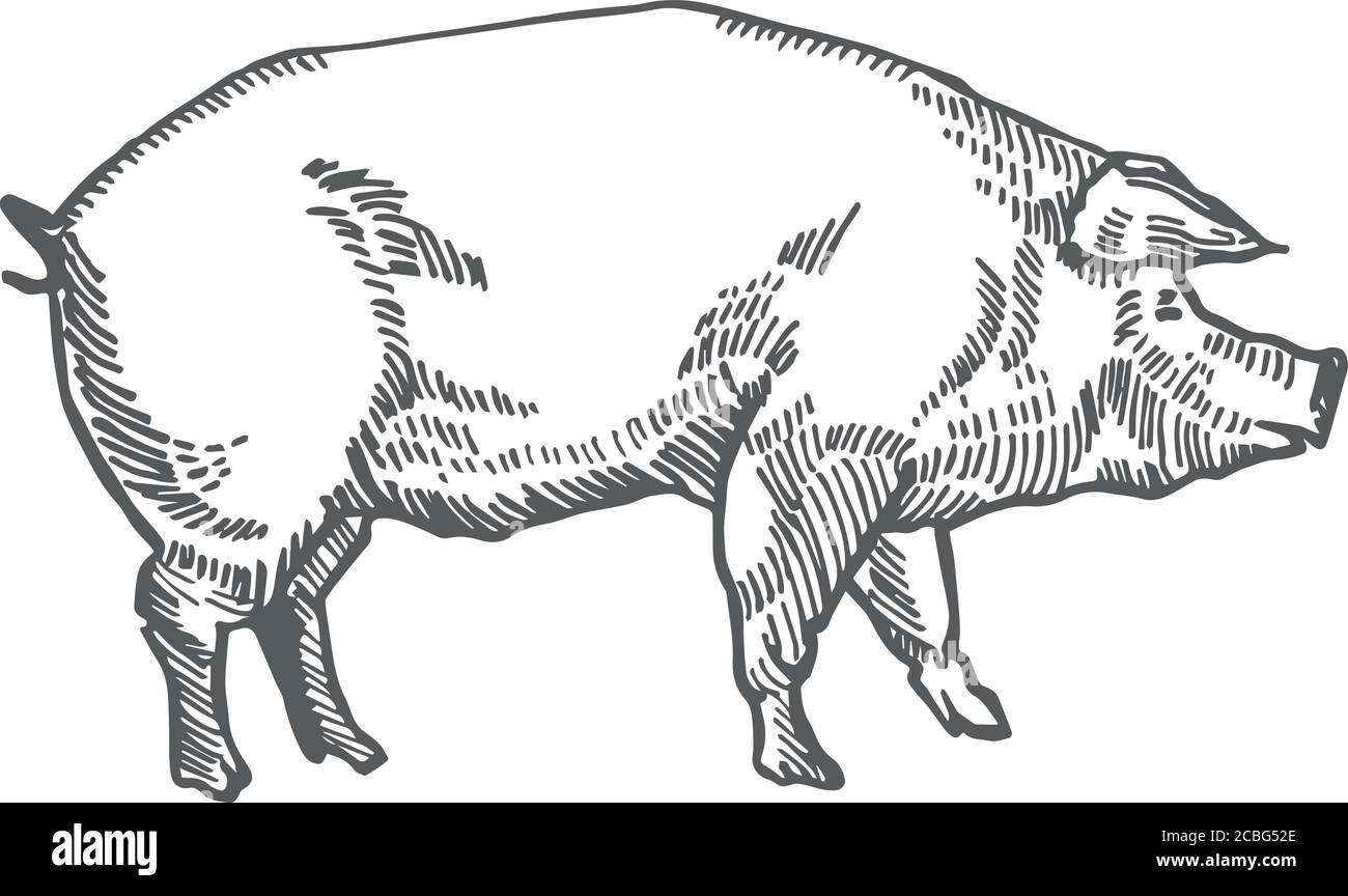 Pig Hand Drawn Vector Illustration. Abstract Domestic Animal Sketch ...