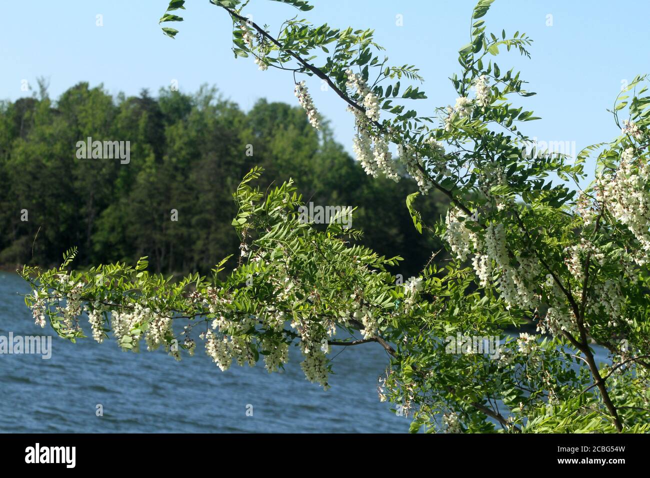 Black locust blossom Stock Photo - Alamy