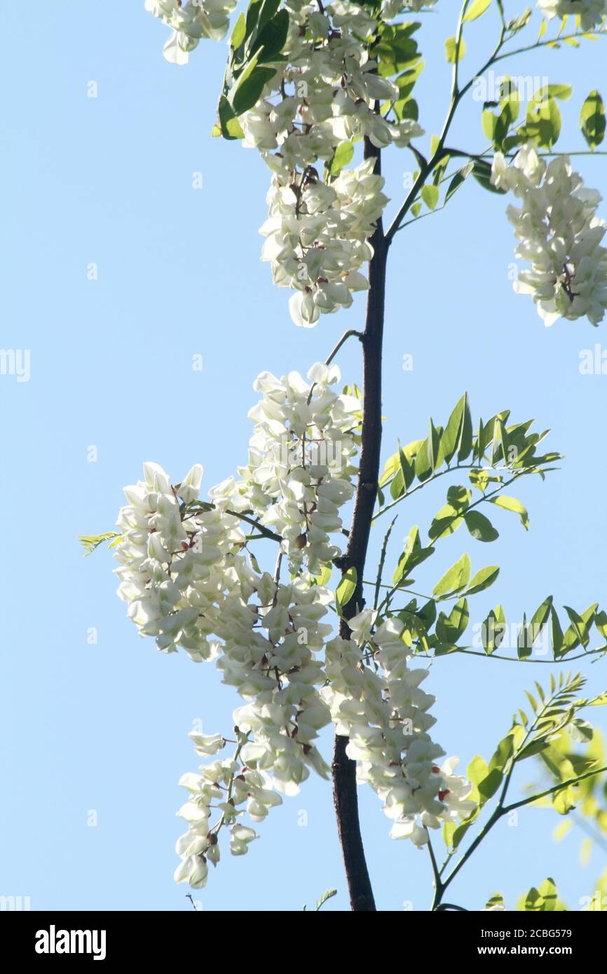 Black locust blossom Stock Photo - Alamy