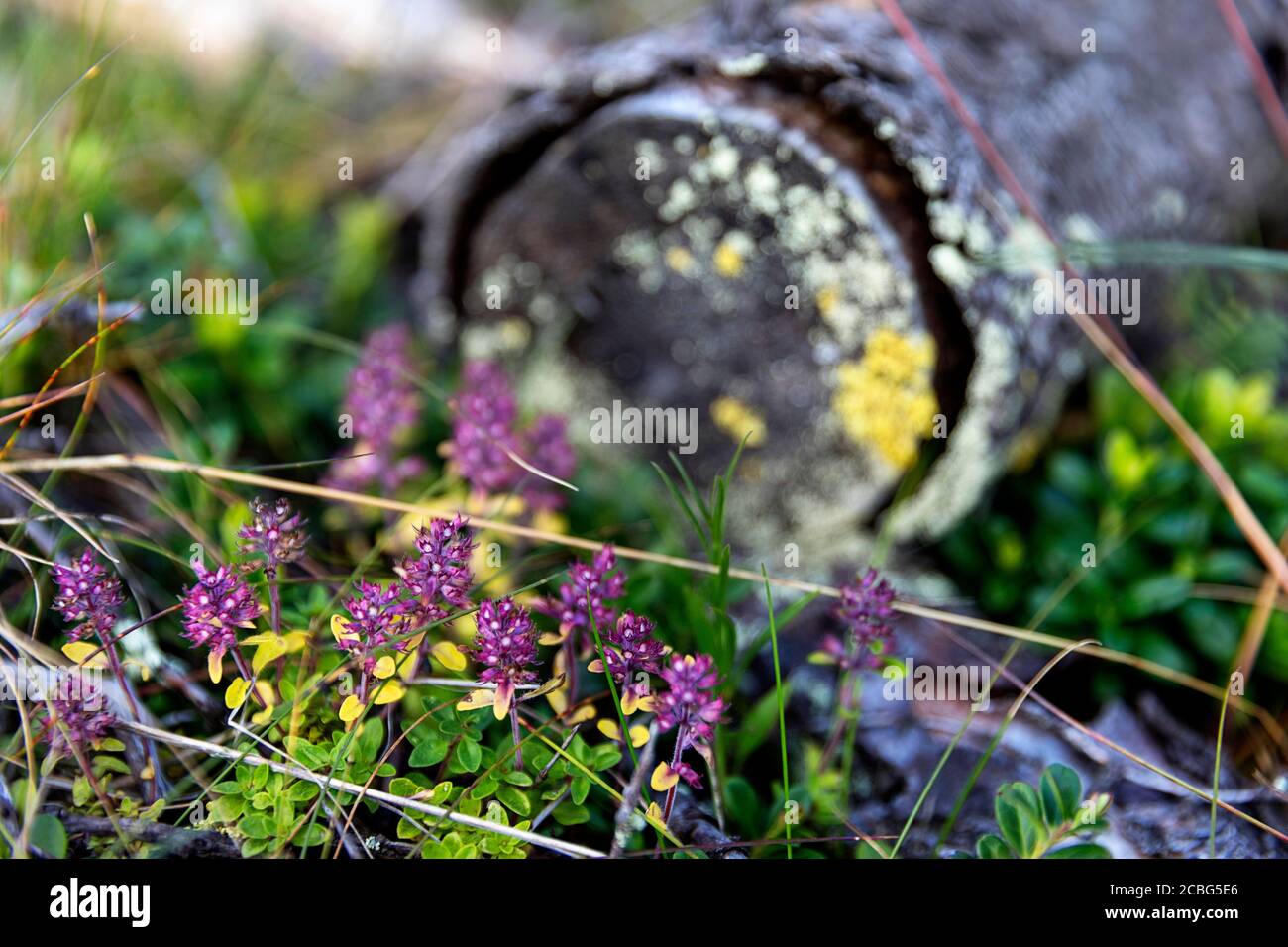 Purple mountain flowers, Austria Stock Photo - Alamy