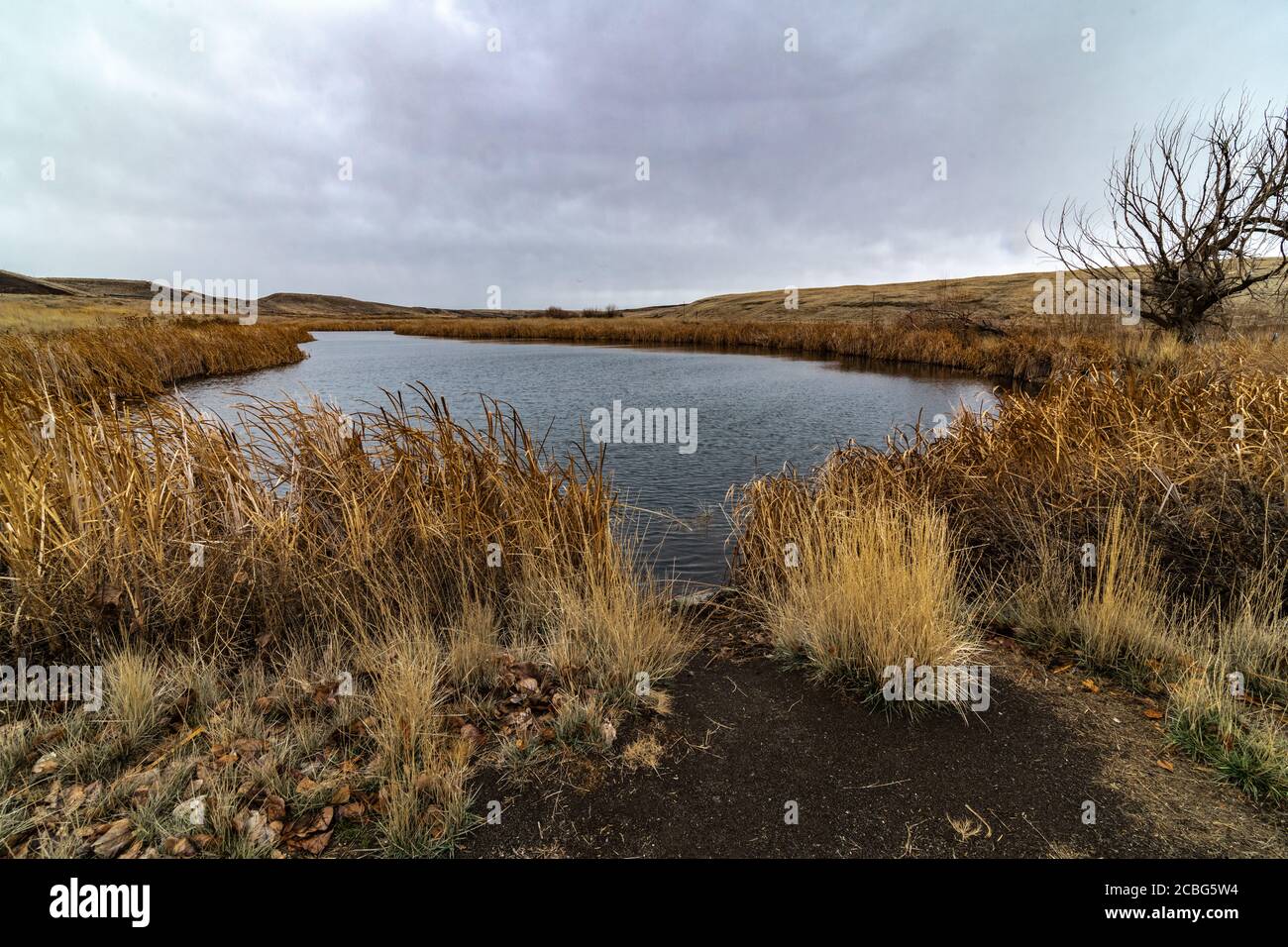 Pampa forest hi-res stock photography and images - Alamy