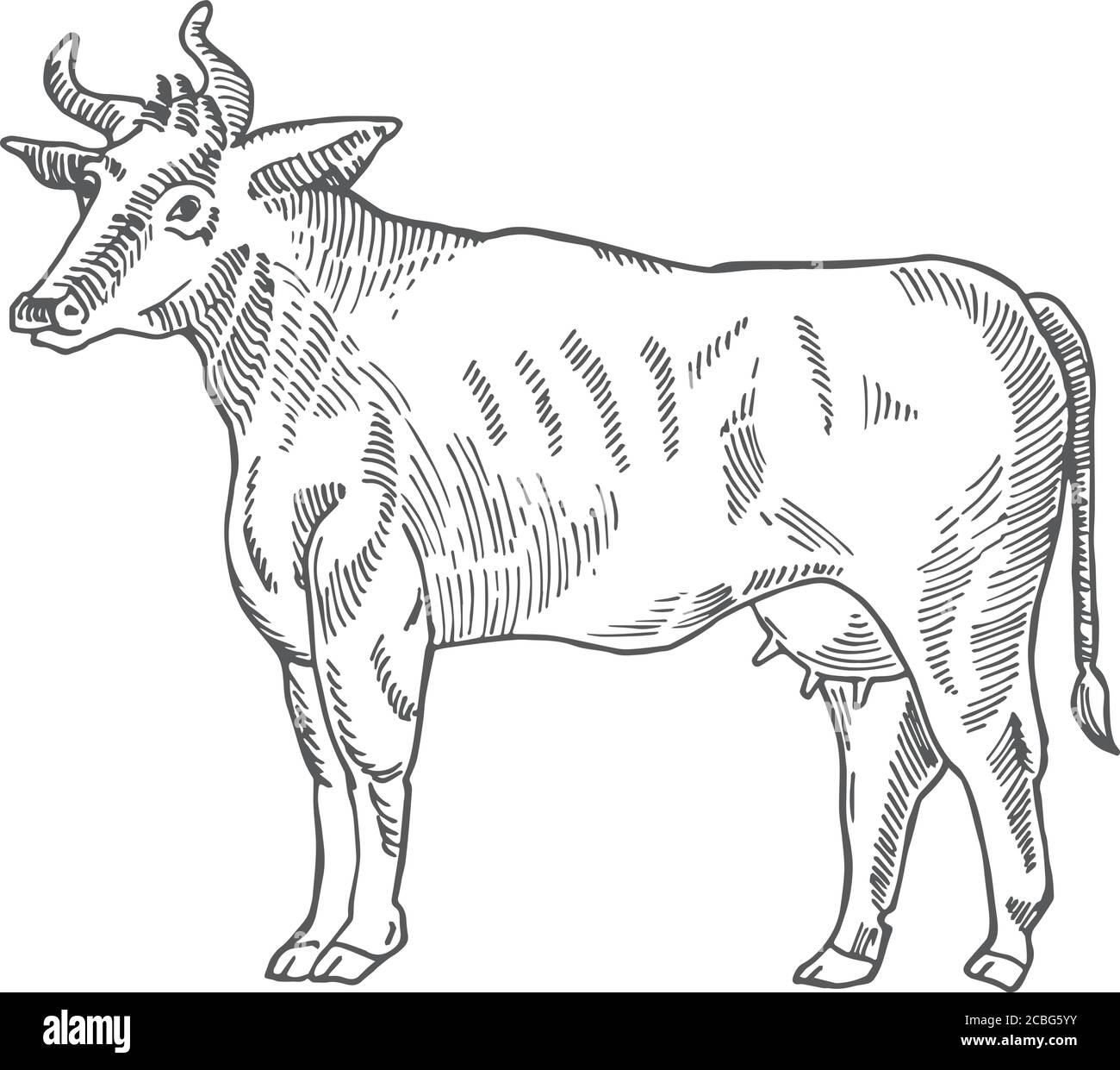 Cow Hand Drawn Vector Illustration. Abstract Domestic Animal Sketch ...
