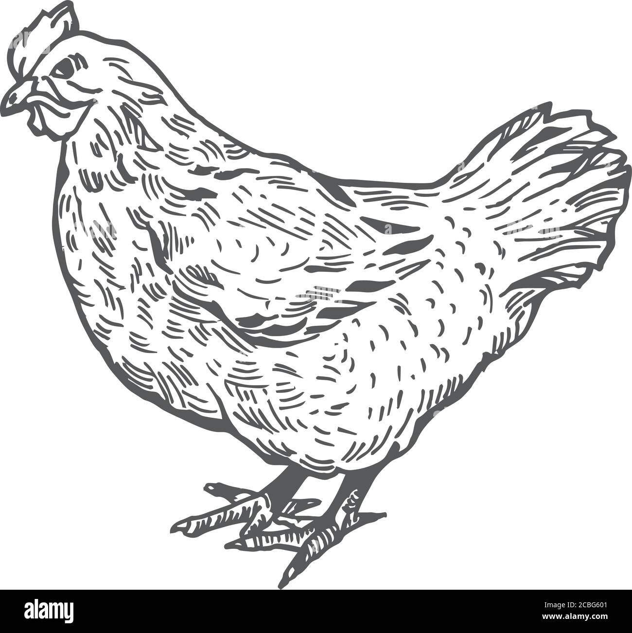 Rooster Hand Drawn Vector Illustration. Abstract Domestic Poultry Bird ...