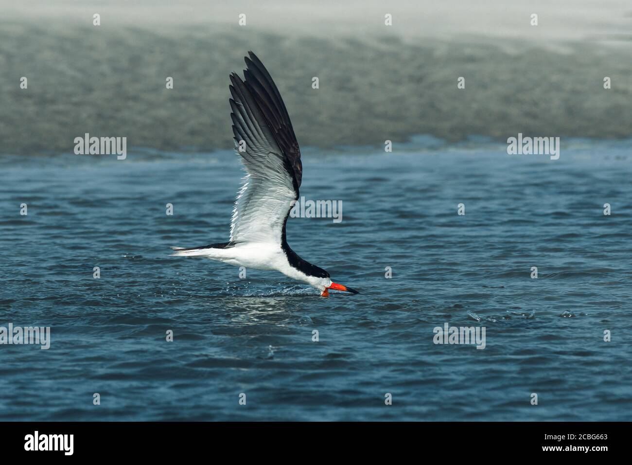 Black skimmer flying along the surface of the water in Long Island, New ...