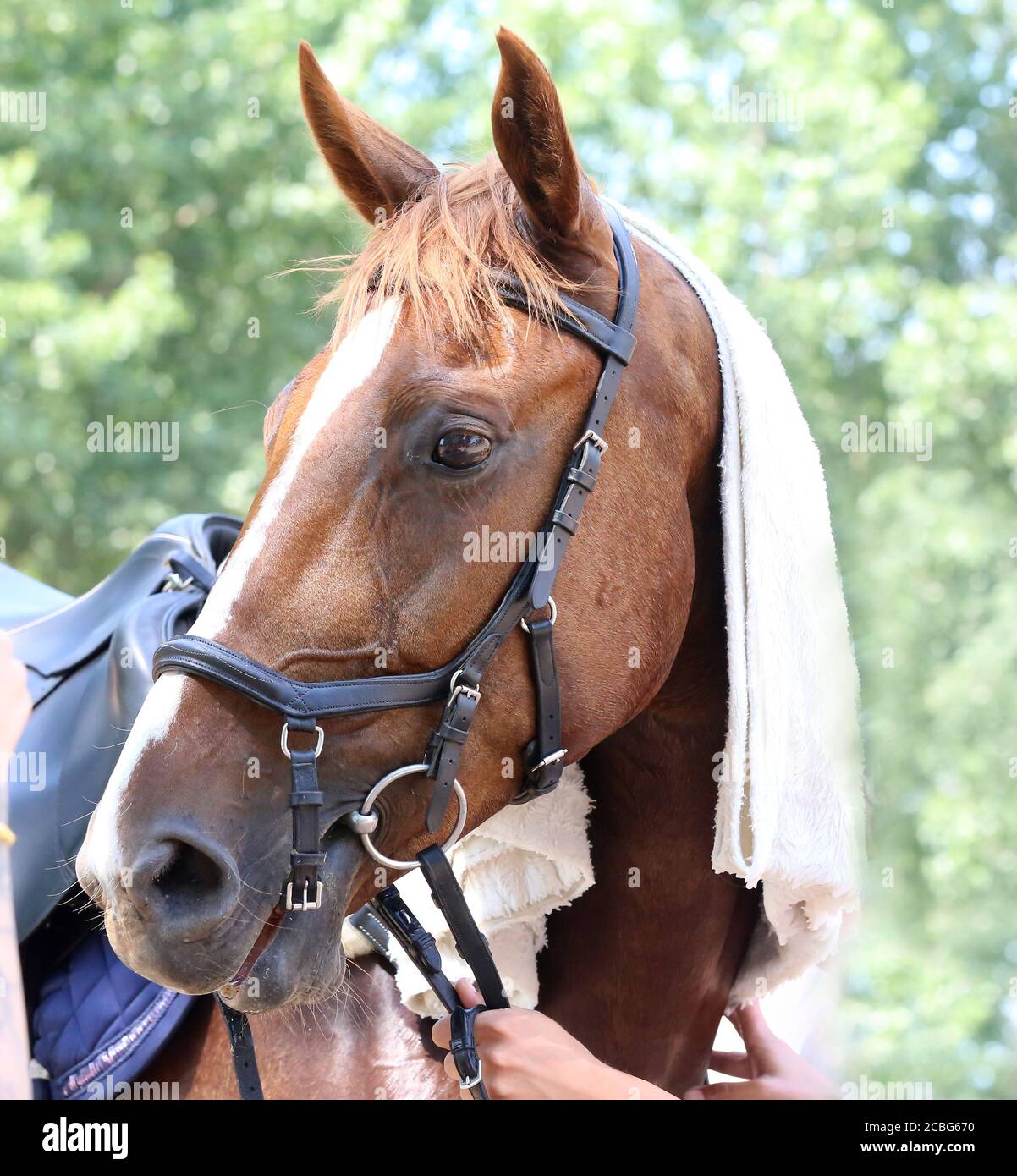 Wet terry cloth cotton towelling on head of a show jumper horse in a ...